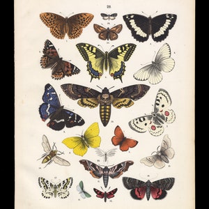 Old Butterflies Print - Antique Colored Litho by T.bromme, 1865 ...