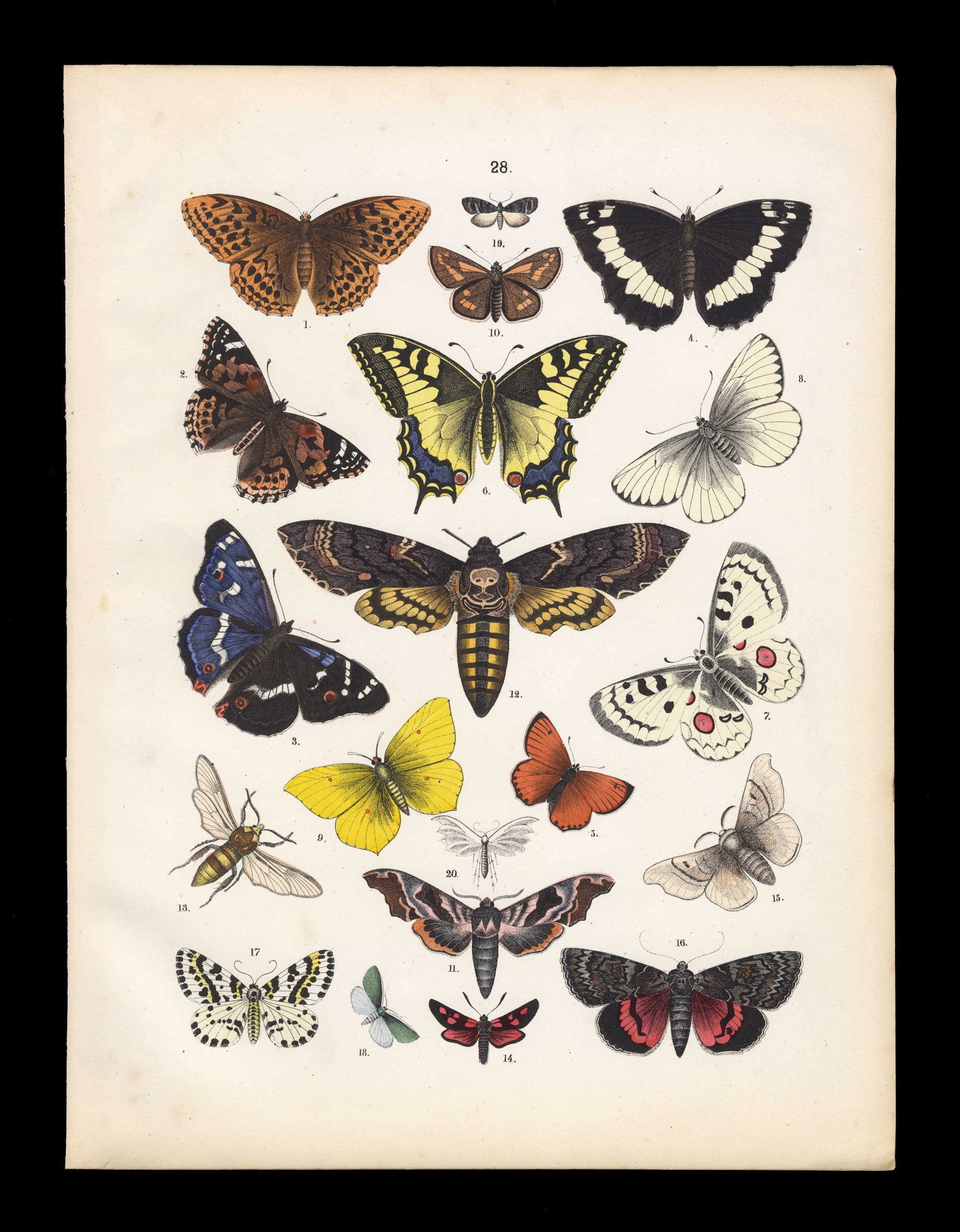 Old Butterflies Print - Antique Colored Litho by T.bromme, 1865 ...