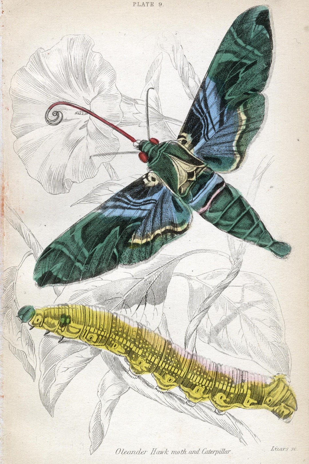 Antique 1876 Hand-colored Engraving: Oleander Hawk Moth and Caterpillar ...
