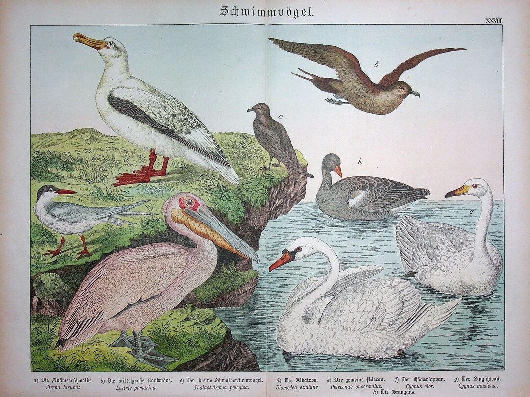 Whooper Swan cygnus Musician, Great White Pelican pelecanus Onocrotalus ...