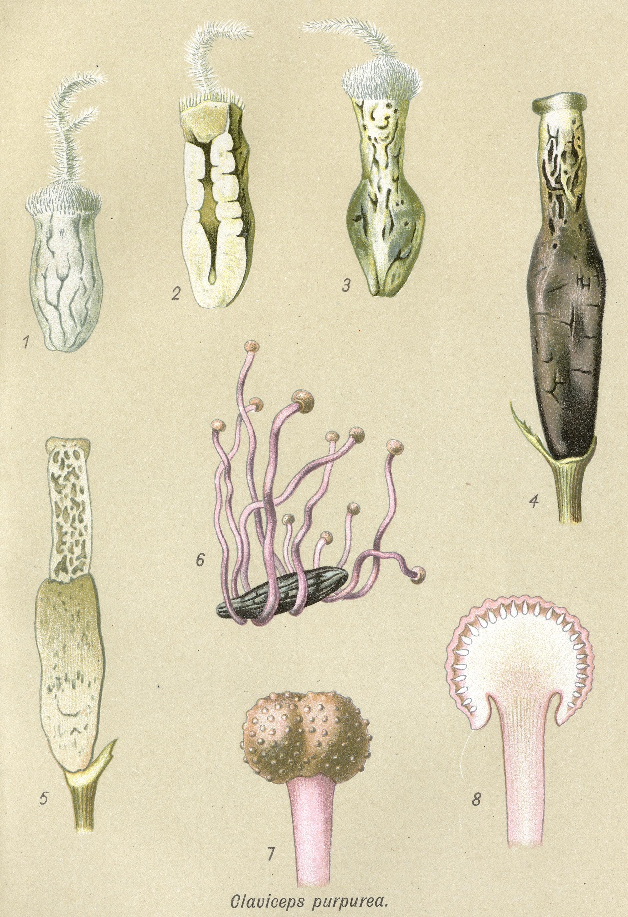 Antique 1910 Lithograph - Life Cycle of Ergot Fungus (claviceps ...
