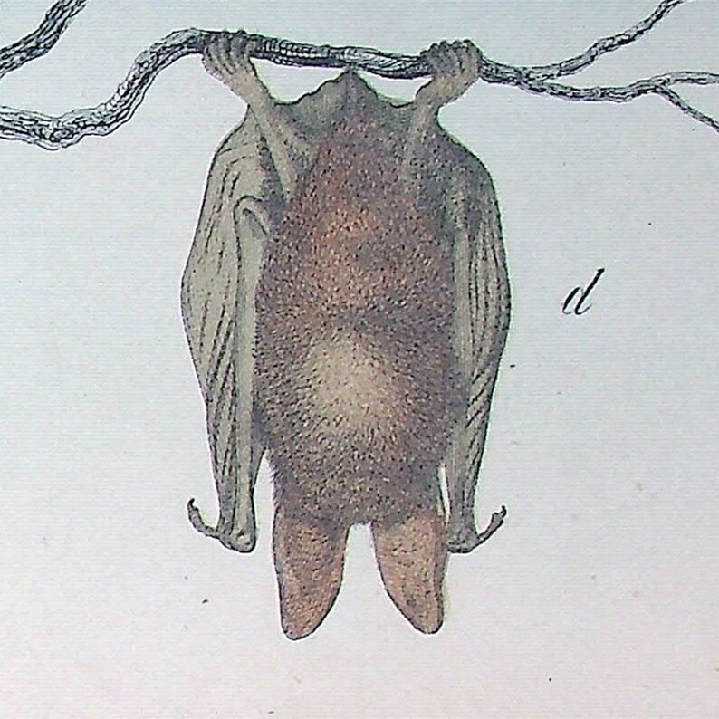 Greater Spear-nosed Bat (phyllostoma Spectrum), Brown Long-eared Bat ...