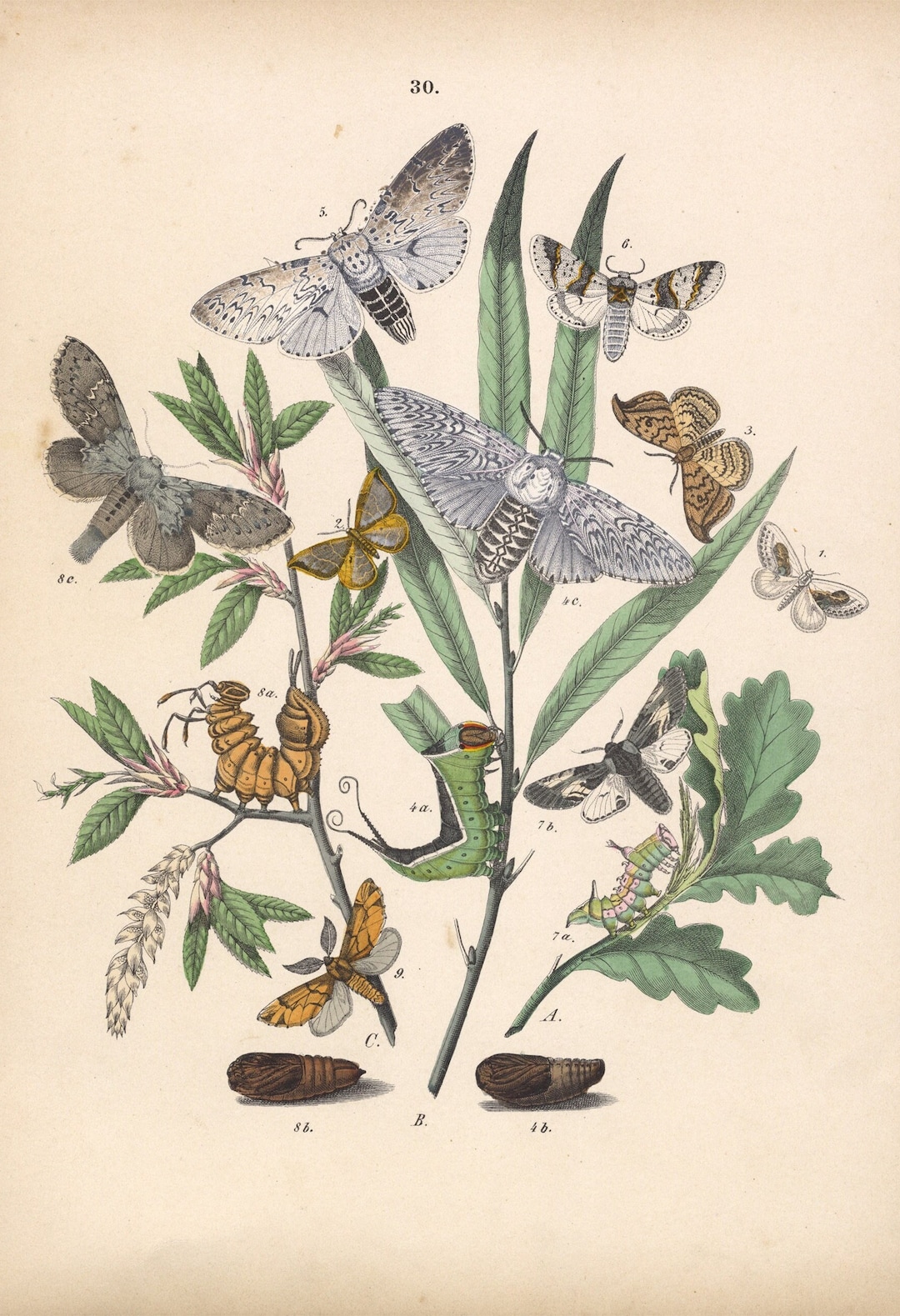 1883 | Antique Hand-colored Butterflies Print - Chinese Character ...