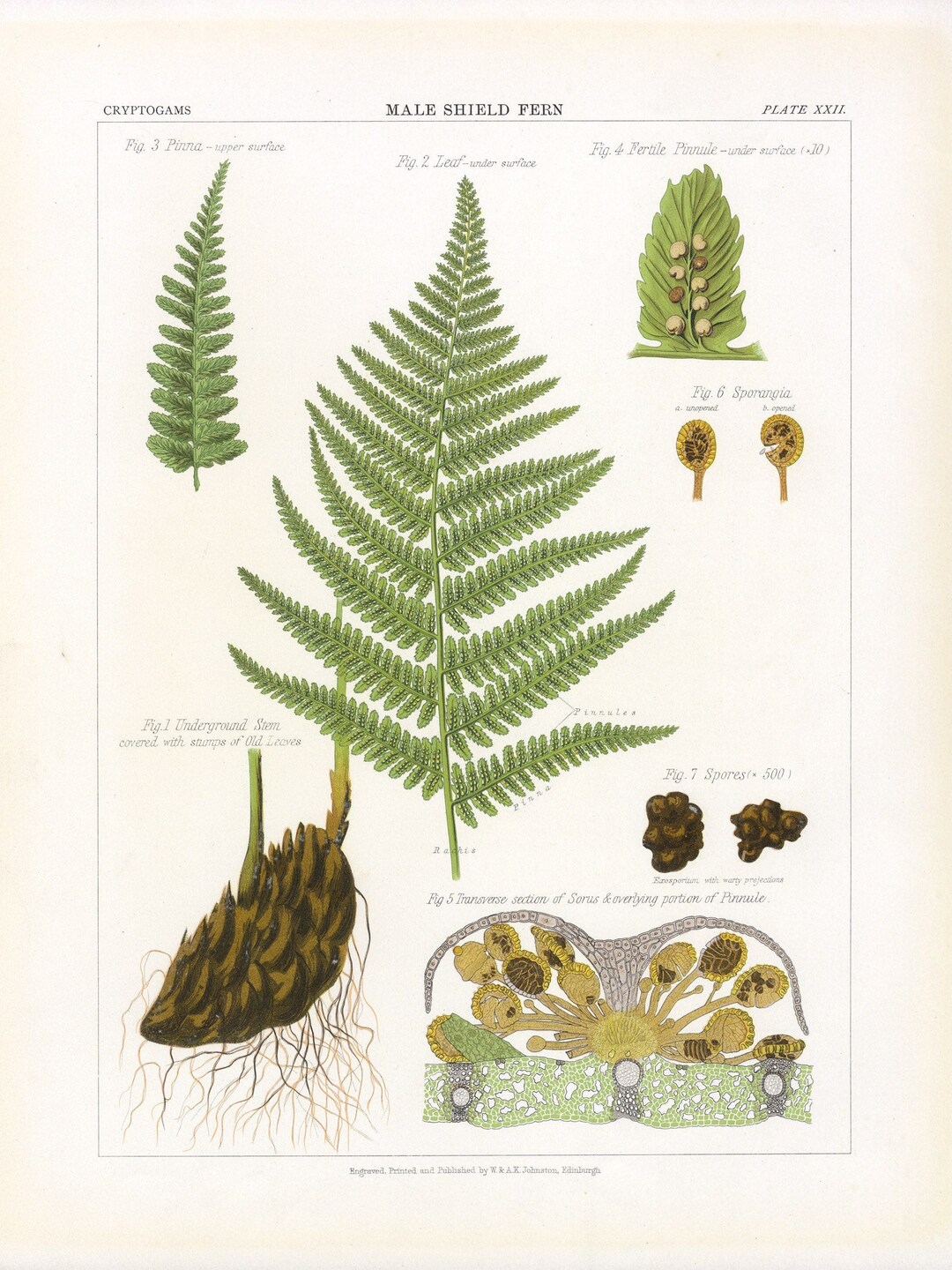 Ferns in 1883 - Botanical Lithograph | Detailed Study of Cryptogamic ...