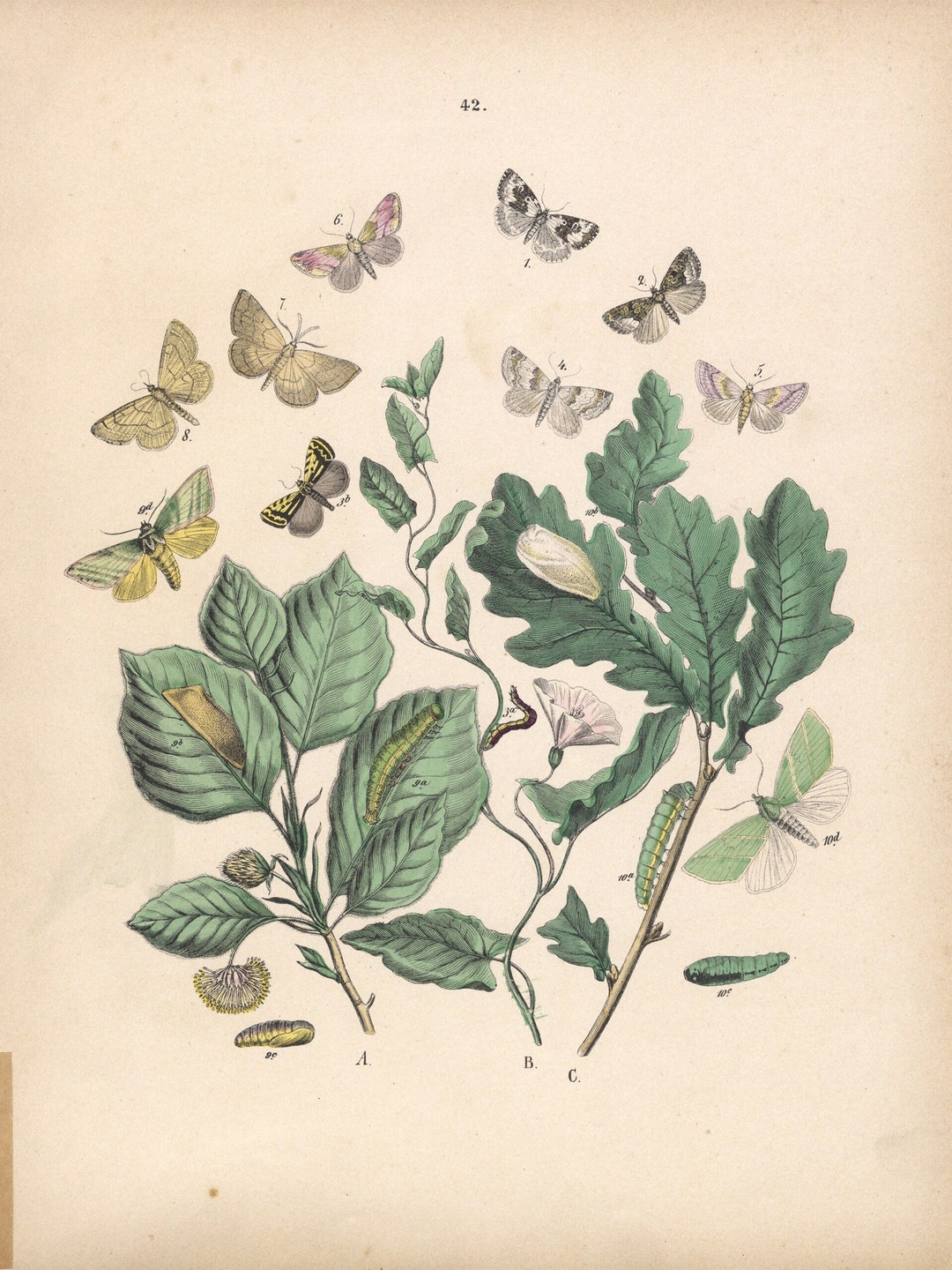 1883 | Antique Hand-colored Butterflies Engraving - Deceptive Moth ...