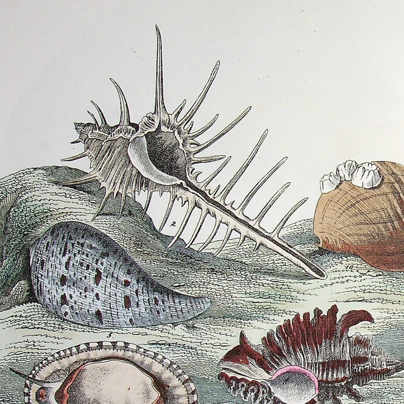 1886 Antique Snails Litho Incl. Inflated Murex (murex Inflatus) - Old ...