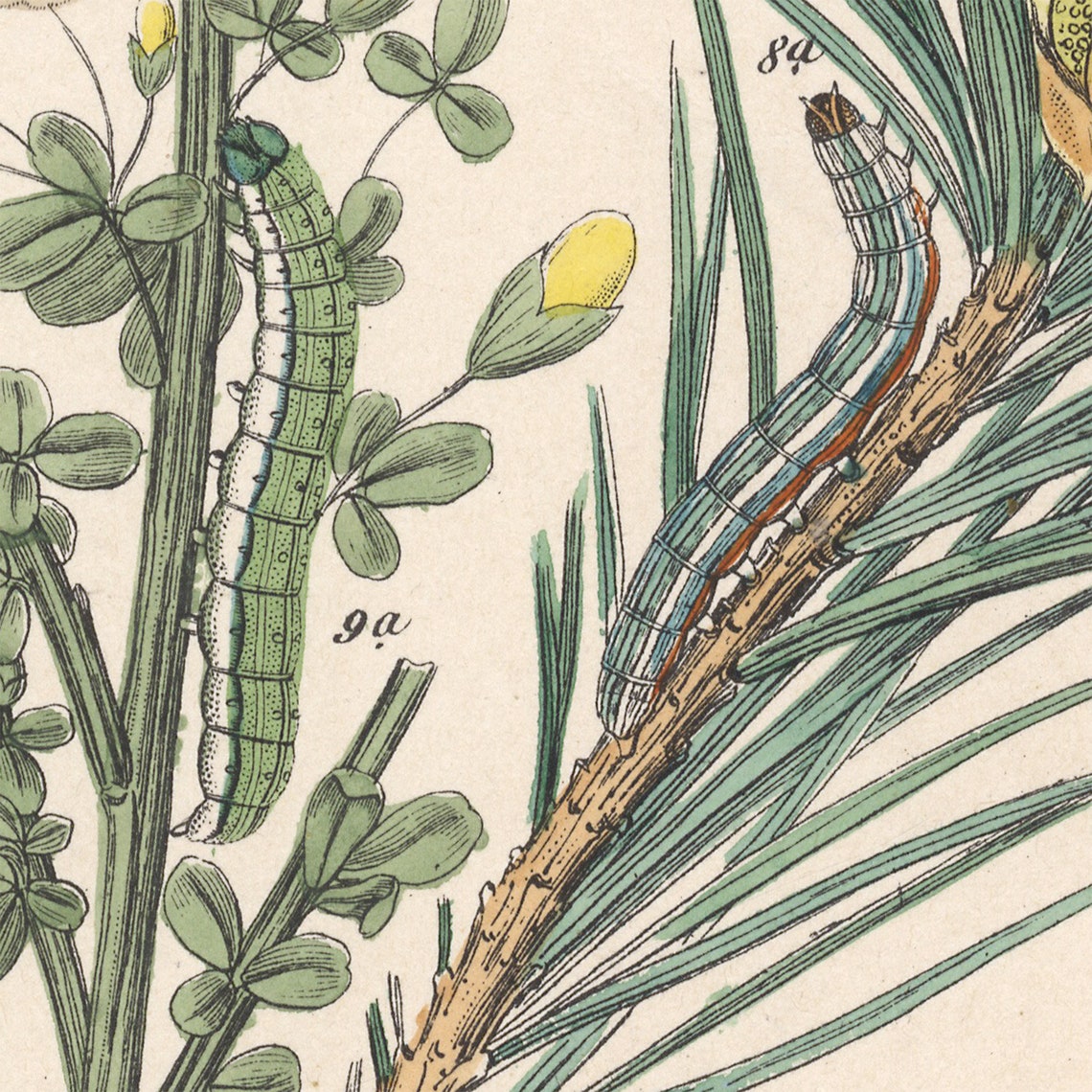 1883 | Antique Hand-colored Butterflies Print - Jester Moth (diphthera ...