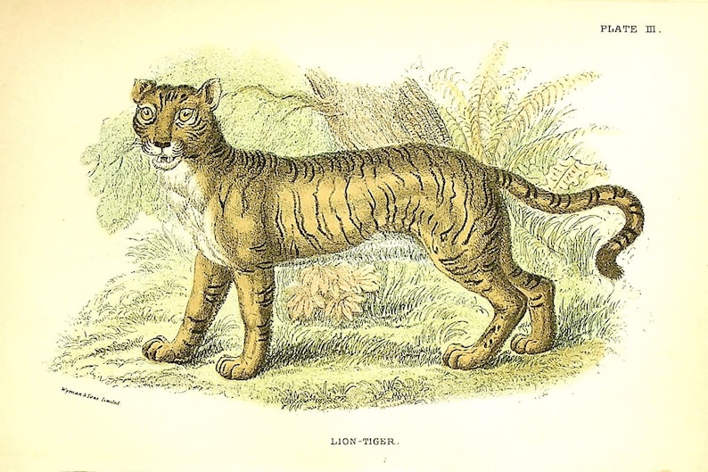 Lion-tiger - (felis Leo X Panthera Tigris) - Antique Colored Lithograph ...