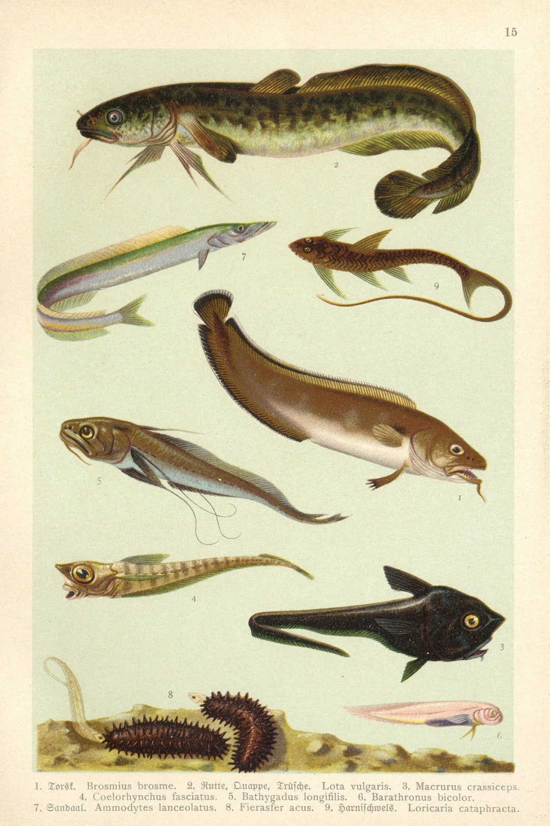 Approx. 1905 Antique Sea Print | Depicting Sandeel (ammodytes Tobianus ...