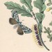 1883 | Antique Hand-colored Butterflies Print - Jester Moth (diphthera ...