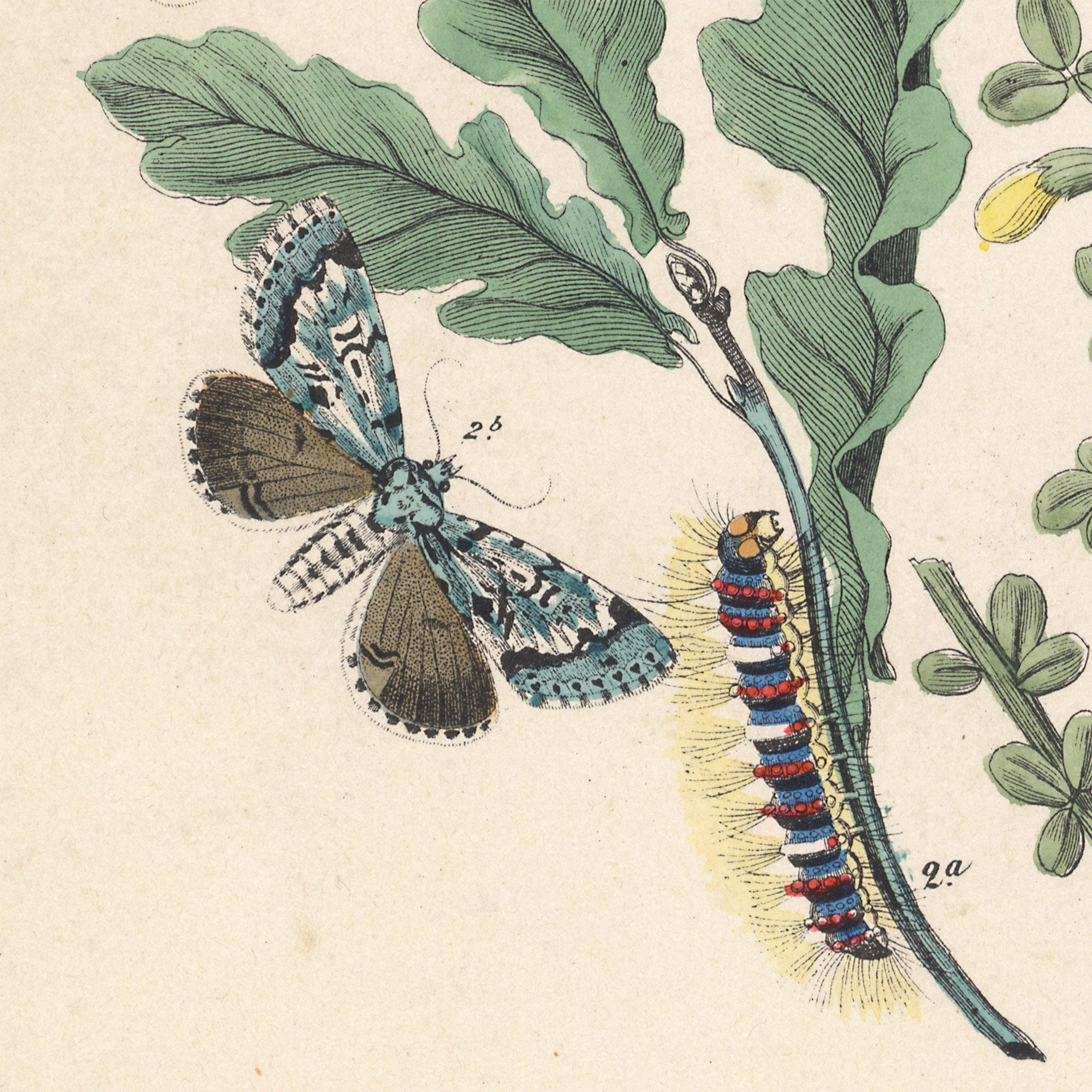 1883 | Antique Hand-colored Butterflies Print - Jester Moth (diphthera ...
