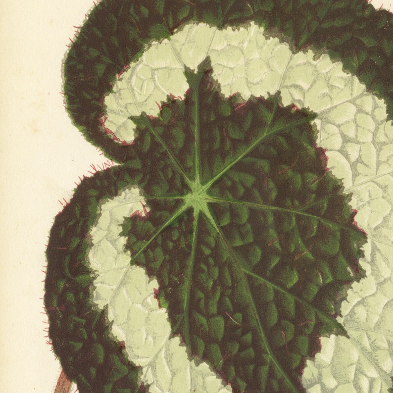 Begonia Rex Antique Colored Lithograph From 1869 Beautiful Leaved ...