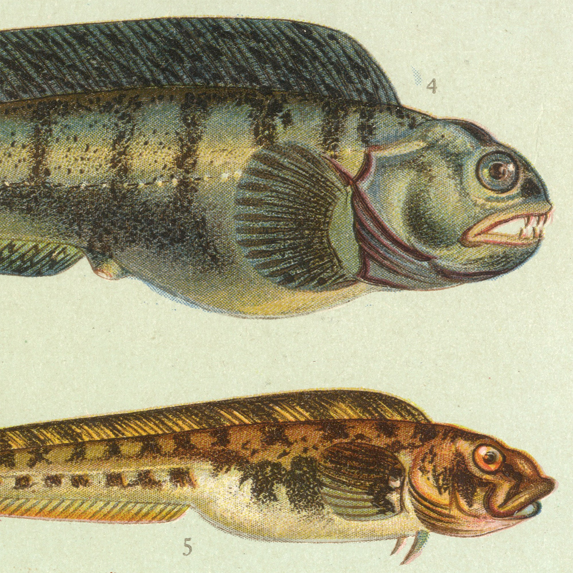 Approx. 1905 Detailed Fish Artwork | Depicting Dragonet (callionymus ...