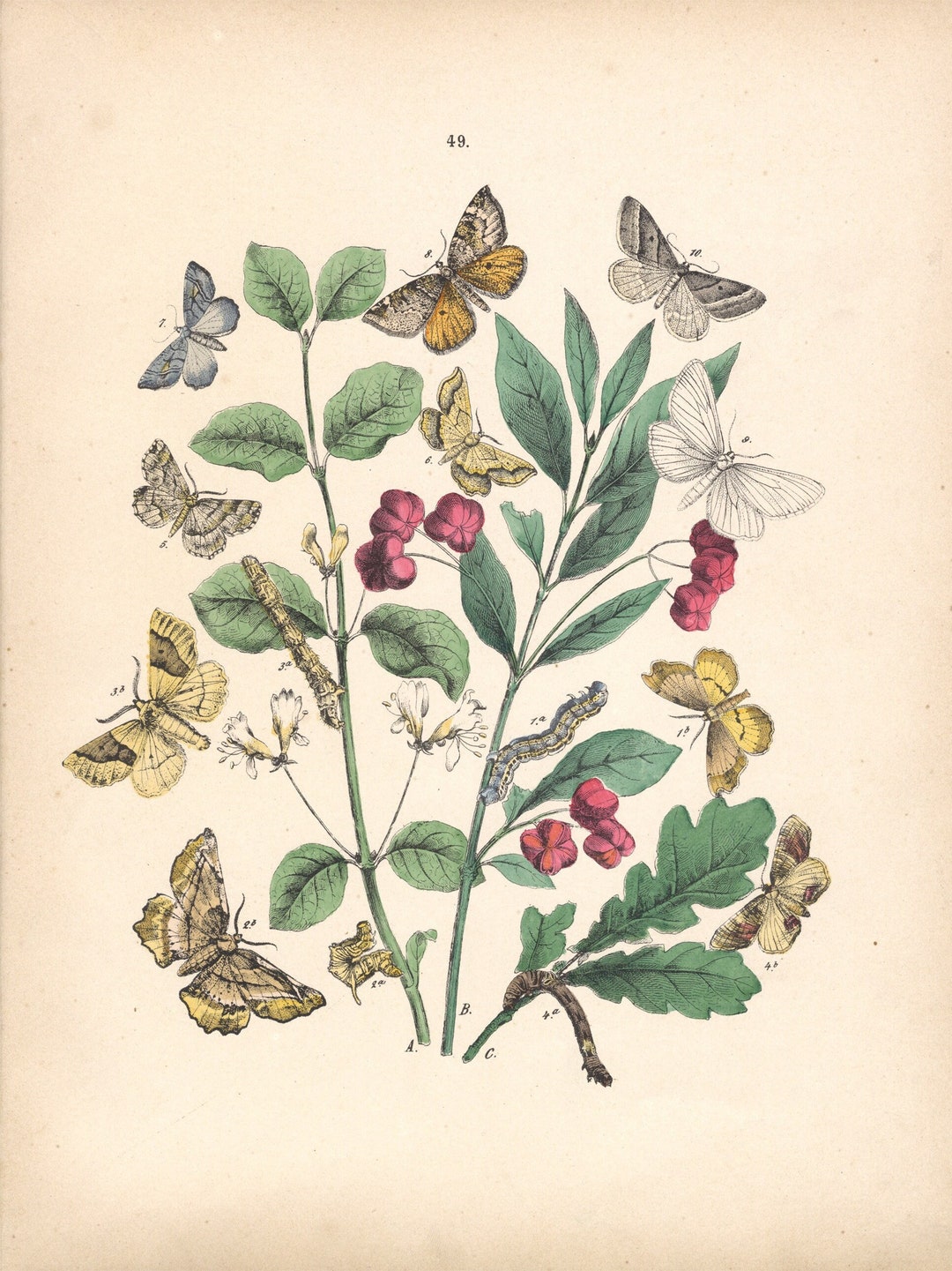 1883 | Antique Hand-colored Butterflies Engraving - Yellow Belle ...