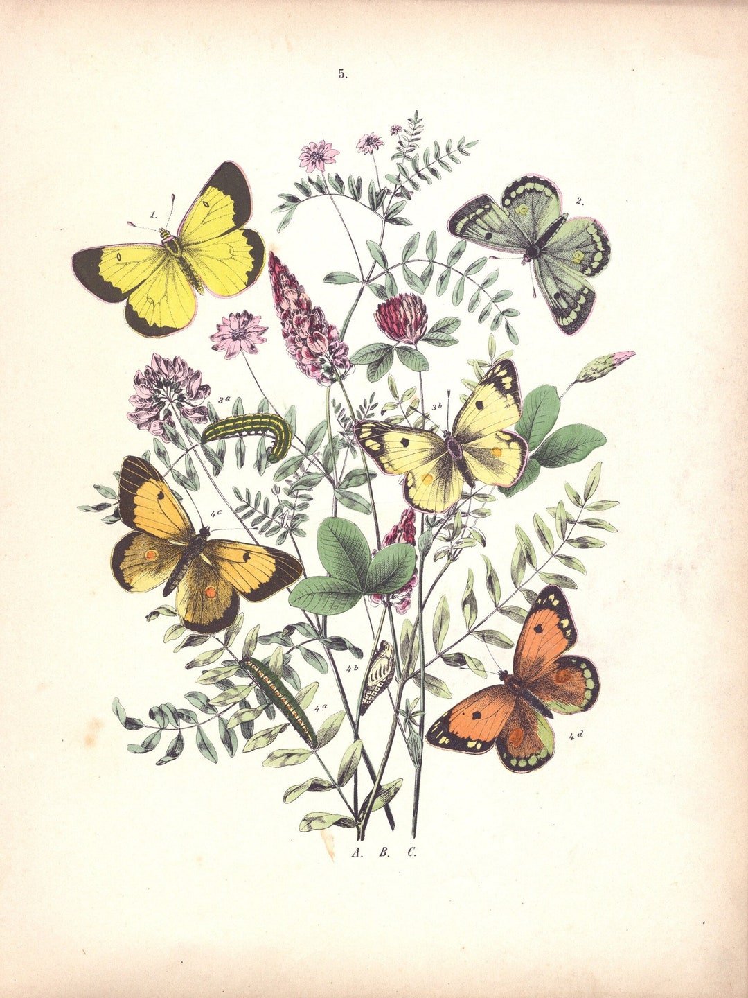 1883 | Antique Hand-colored Butterflies Engraving - Moorland Clouded ...