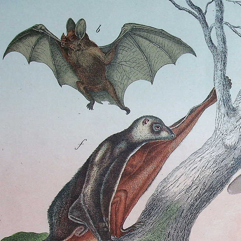 Greater Spear-nosed Bat (phyllostoma Spectrum), Brown Long-eared Bat ...