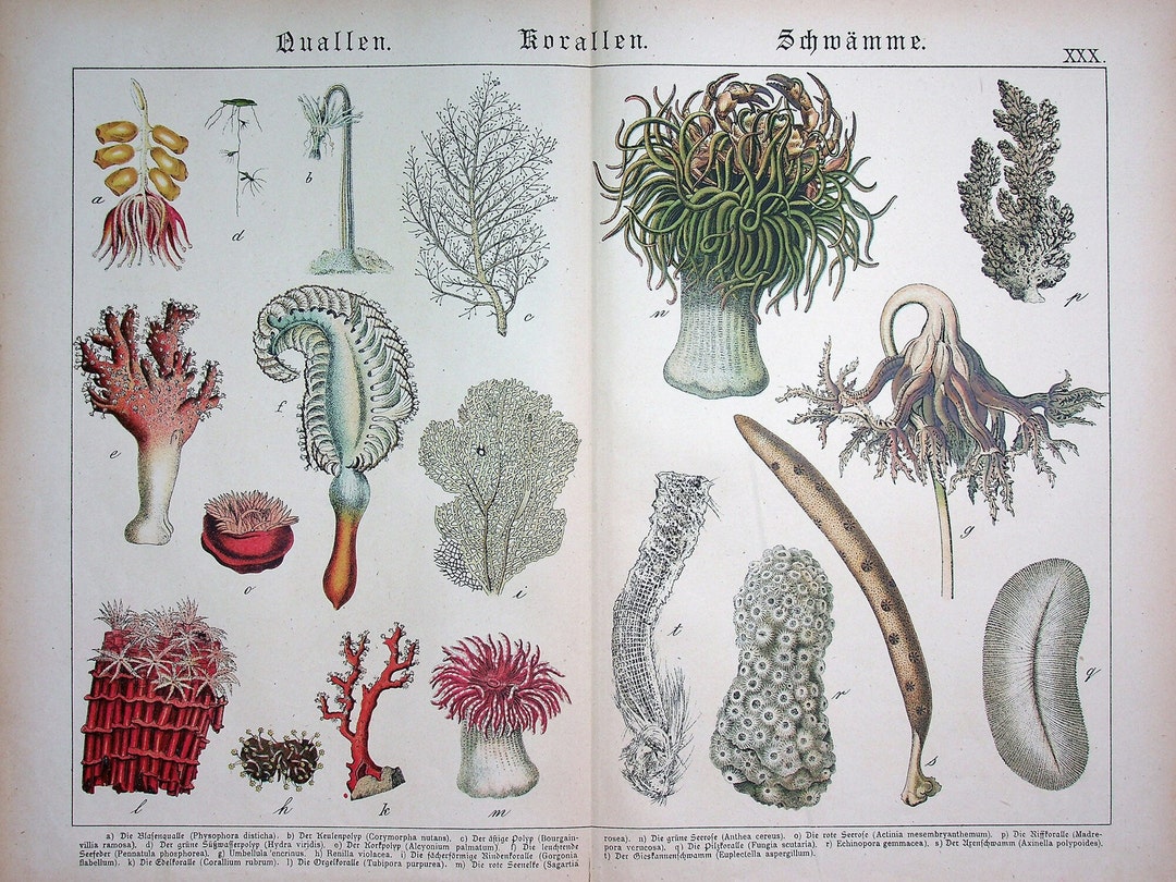 Beadlet Anemone (anthea Cereus), Red Coral (corallium Rubrum) | 1886 ...