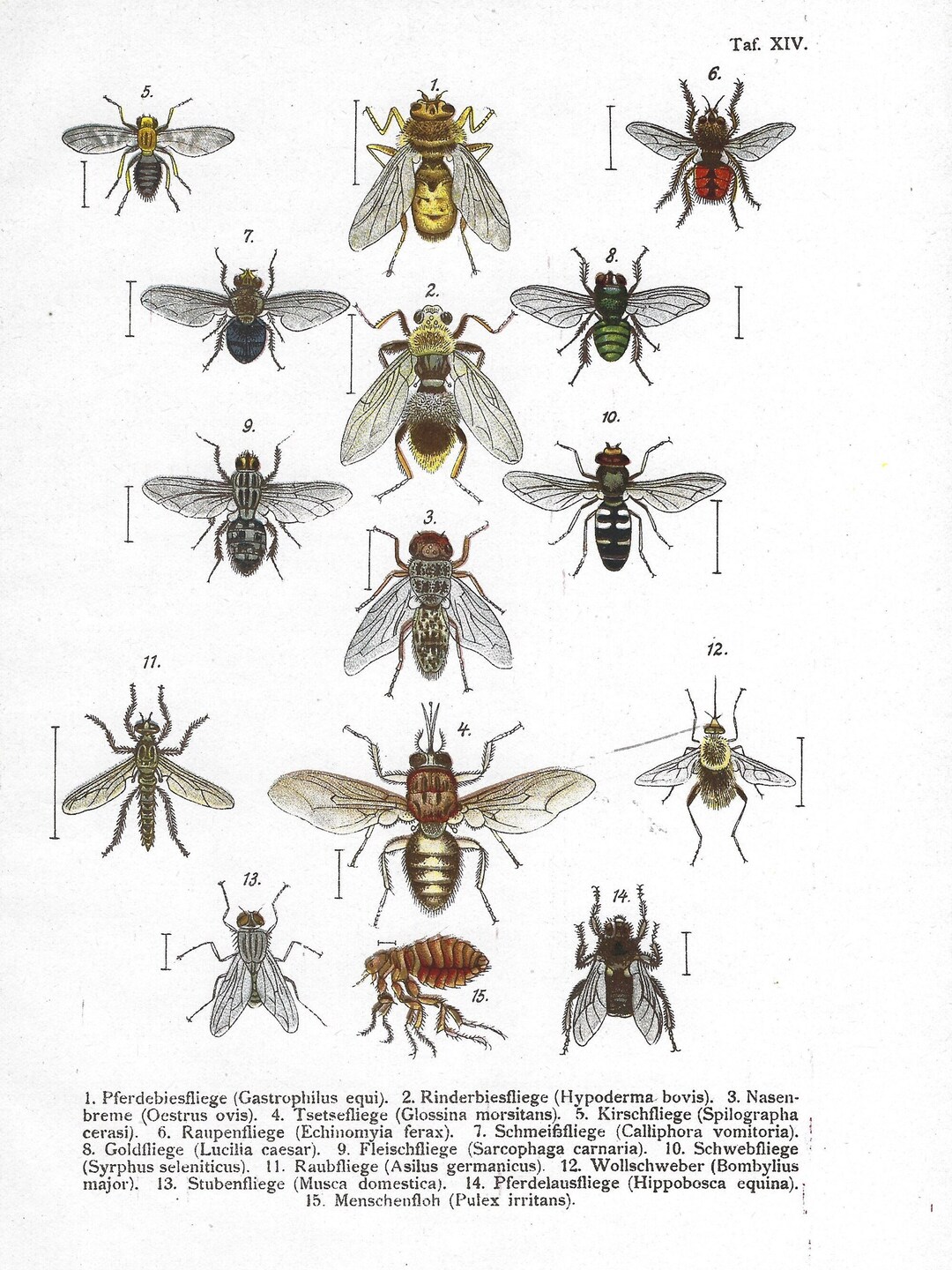 Litografia alemã de insetos vintage de 1923 Mosca Cavalo Gasterophilus ...