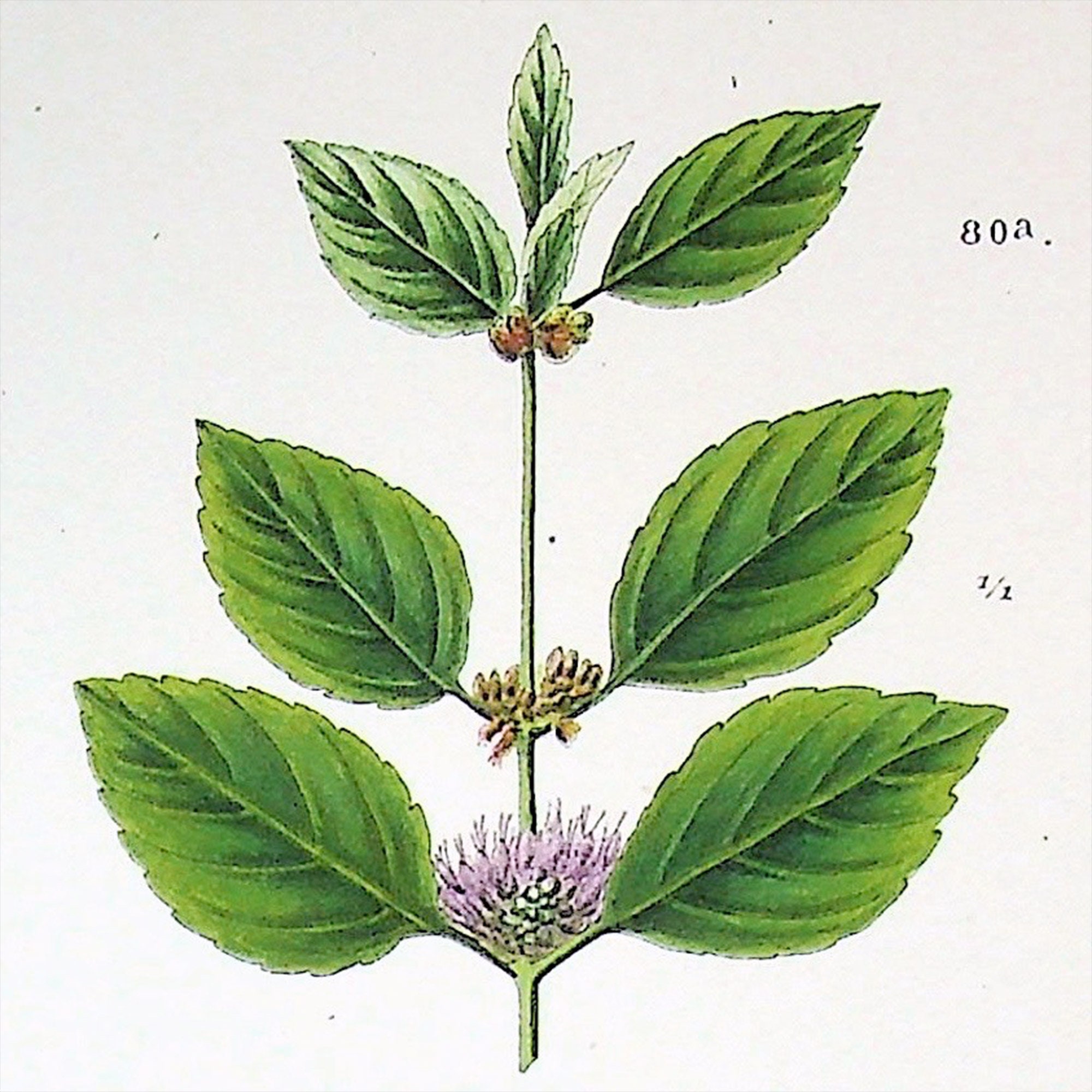 1915 Antique Botanical Lithography: Koch, a Vital Indian Medicinal ...