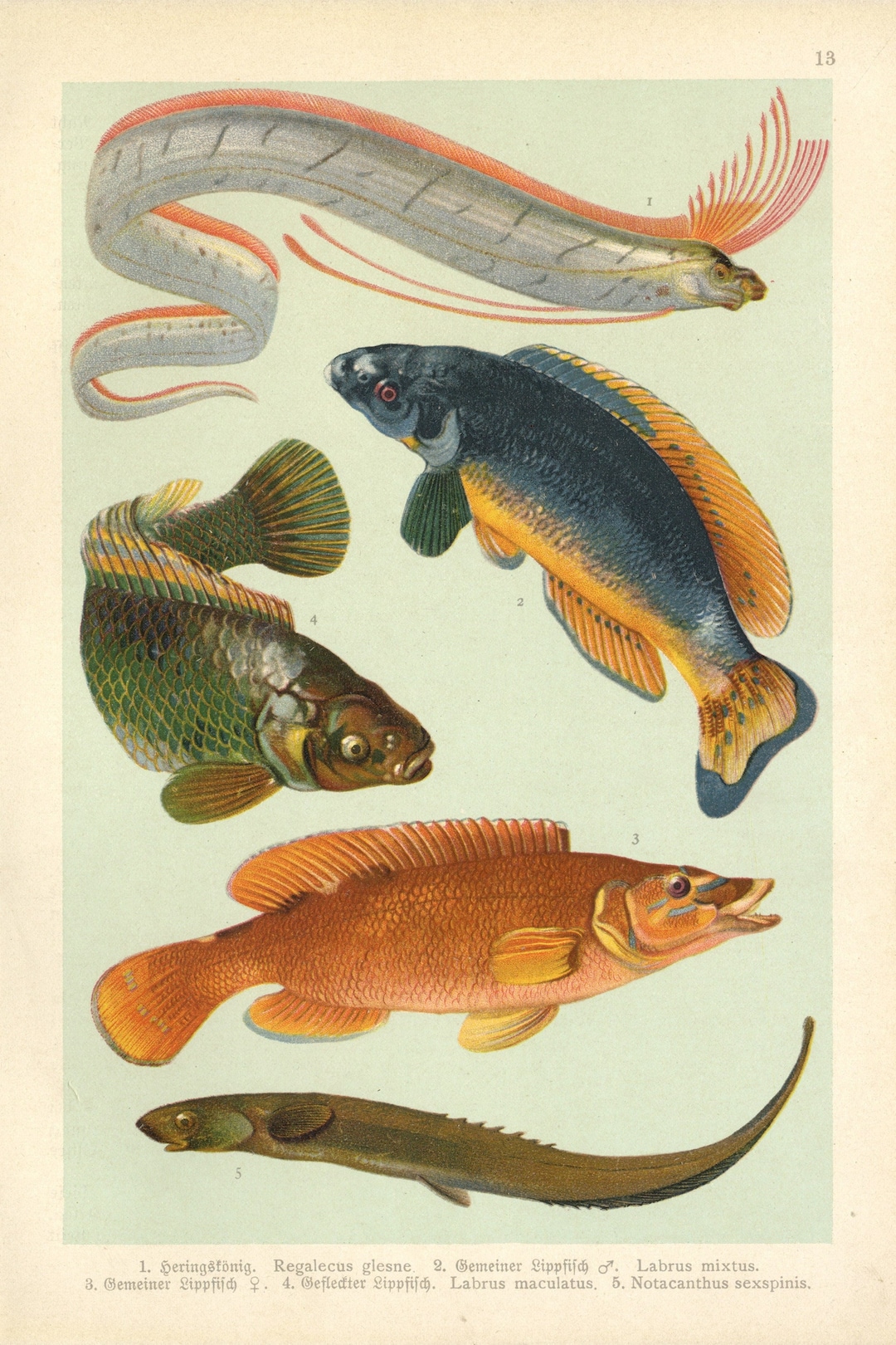 Approx. 1905 Historical Fish Engraving Featuring Wolffish anarhichas ...