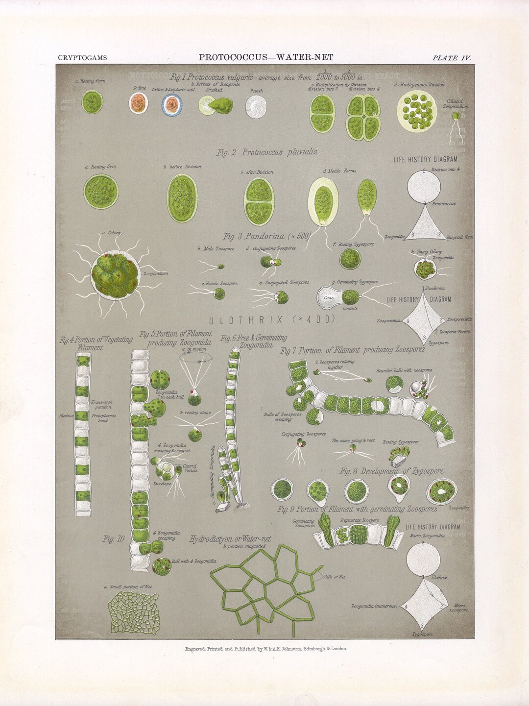 Various Protists in 1883 Botanical Lithograph Detailed View of ...
