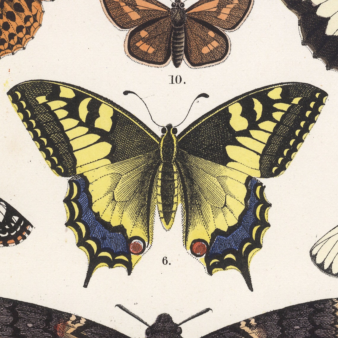 Old Butterflies Print - Antique Colored Litho by T.bromme, 1865 ...