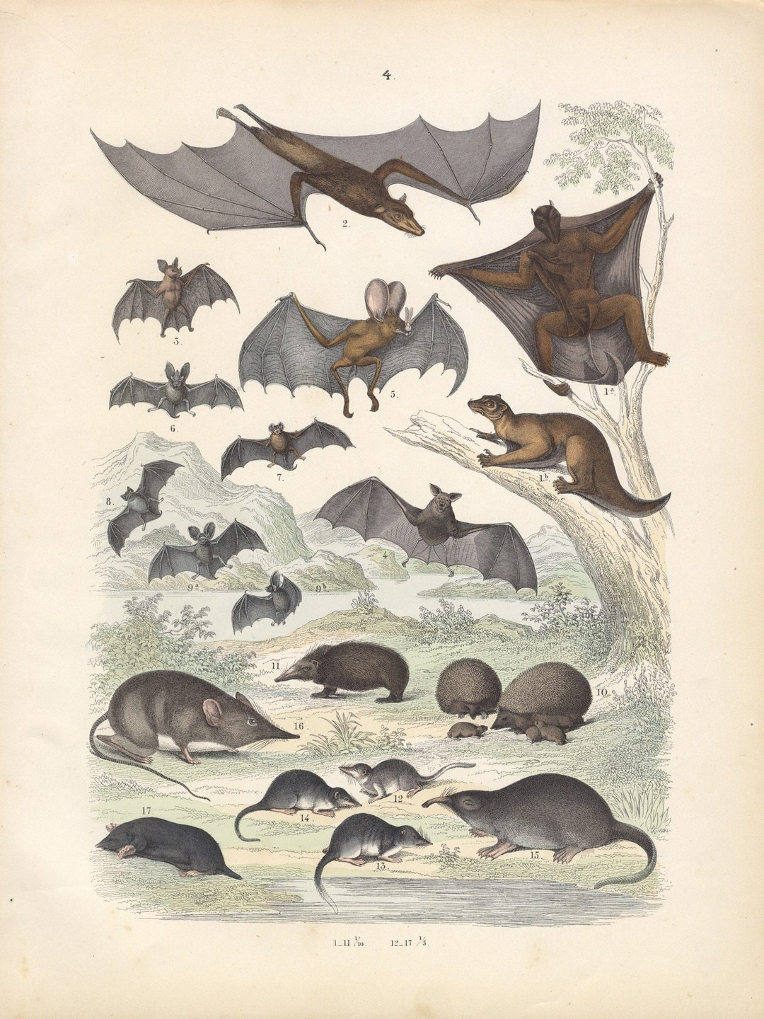 Old Bats and Small Mammals Print - Antique Colored Litho by T.bromme ...