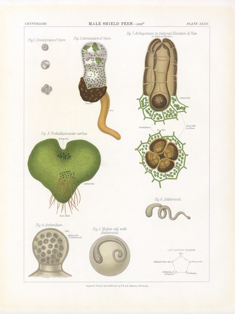 1883 Fern Classification Chart | Taxonomy of Cryptogamic Plants in an ...