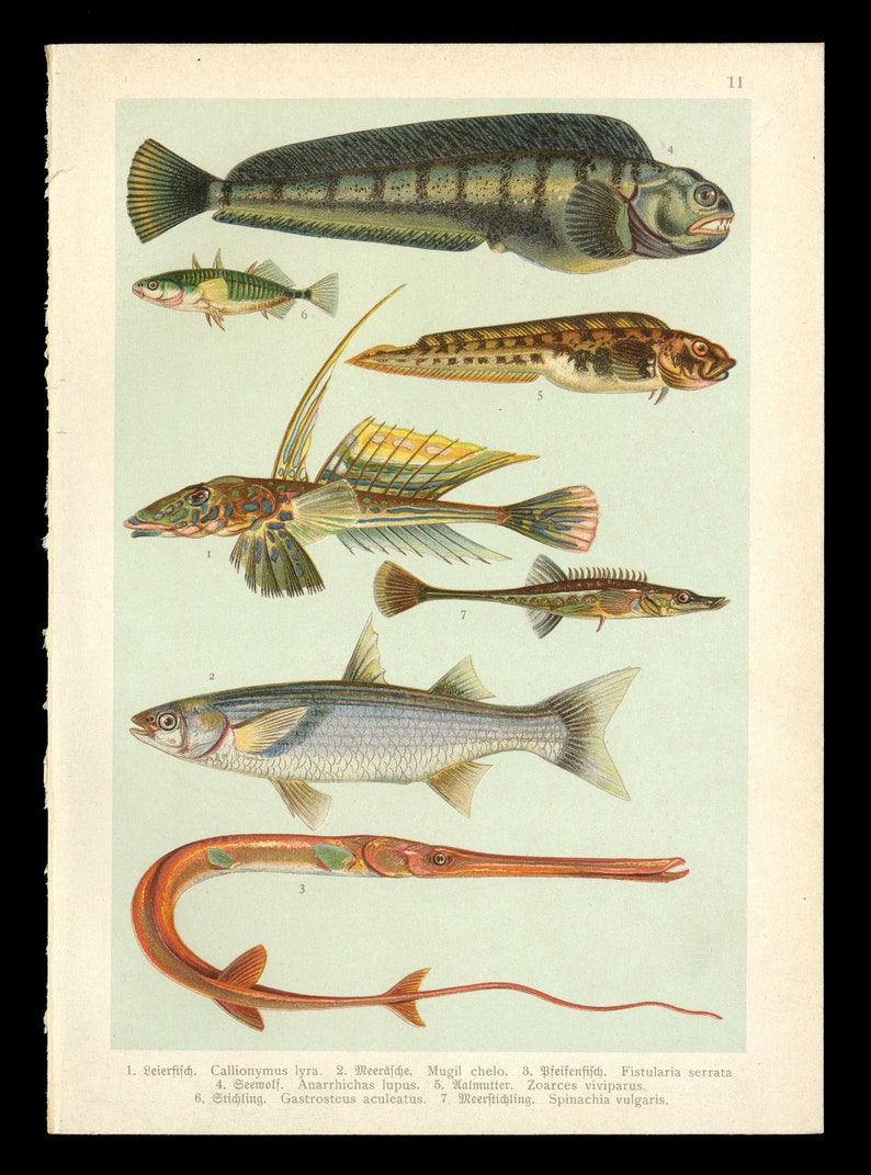 Approx. 1905 Detailed Fish Artwork | Depicting Dragonet (callionymus ...