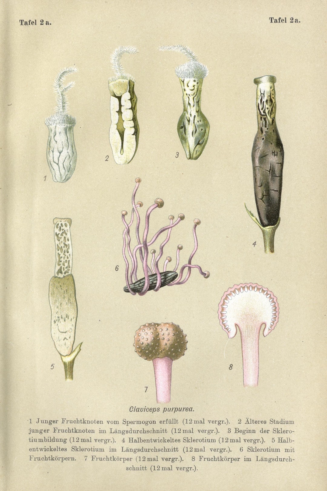 Antique 1910 Lithograph Life Cycle of Ergot Fungus claviceps Purpurea ...