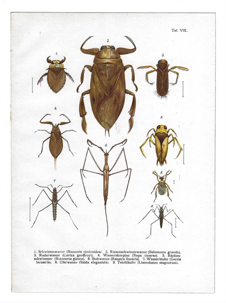 1923 German Old Insect Print Contains Saucer Bug naucoris Cimicoides ...