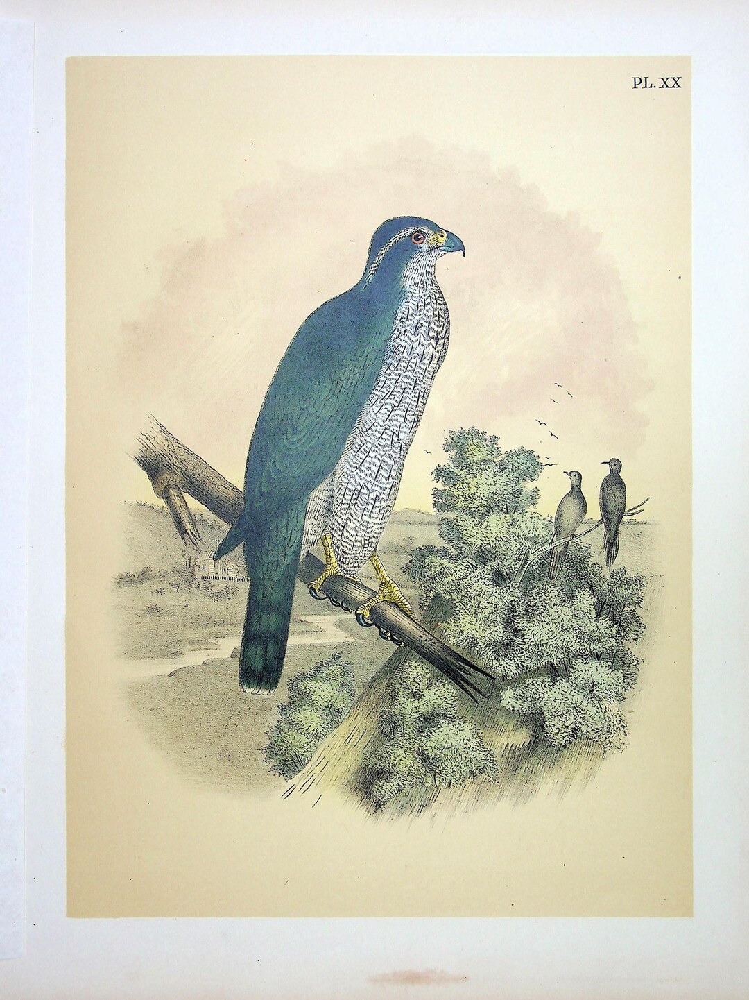 1878: the Ash-colored or Black-cap Hawk | Studer's Ornithology - Birds ...