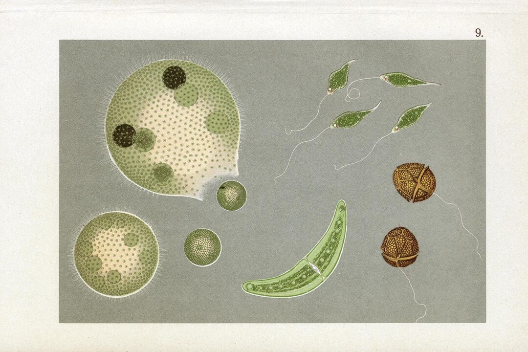 1909 Lithograph | Microscopic Algae - Volvox, Euglena & Desmids ...