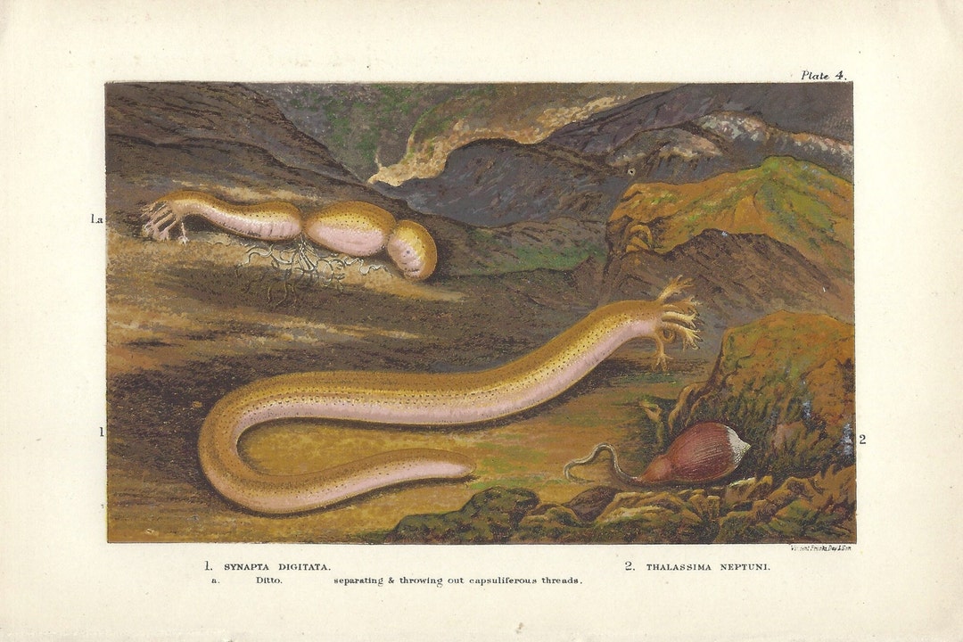 1899 Colored Litho | Synapta Digitata, Thalassima Neptuni - Enigmatic ...