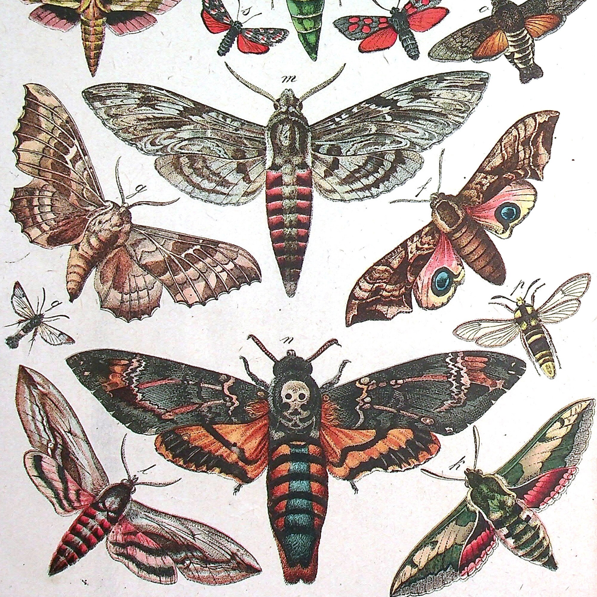 Garden Tiger Moth (arctia Caja), Scarlet Tiger Moth (callimorpha Hera ...