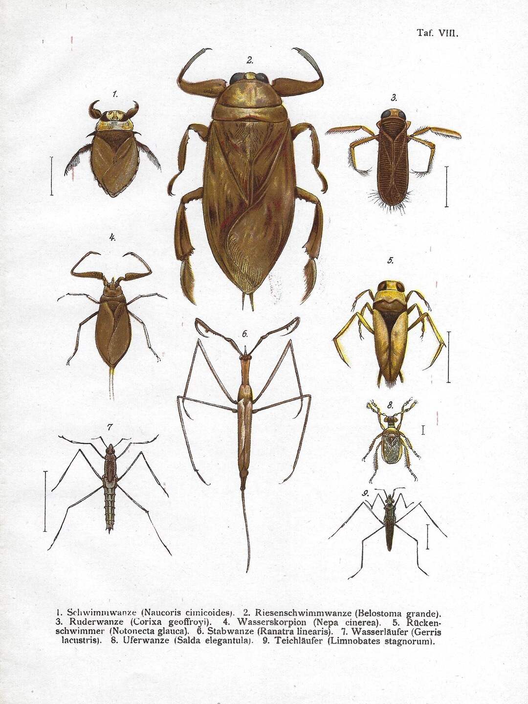 1923 German Old Insect Print Contains Saucer Bug naucoris Cimicoides ...
