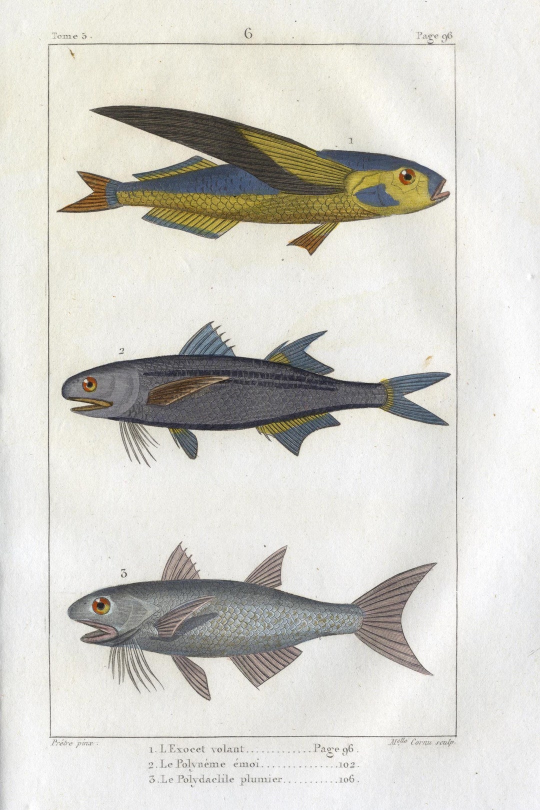 Antique 1825 Hand-colored Engraving of Exotic Fish Species – Exocoetus ...