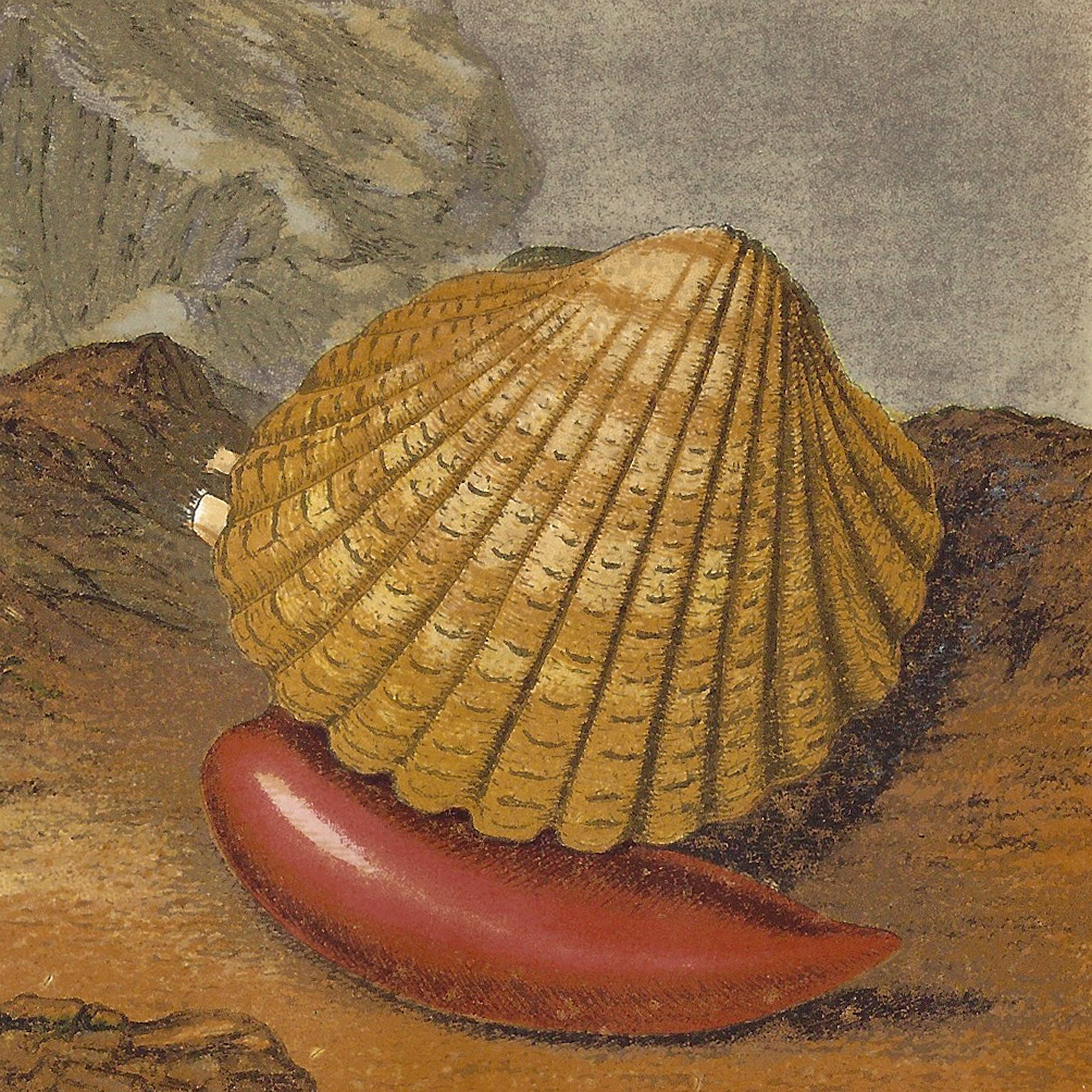 1899 Antique Sea Life Print | Rustic Cockle, Common Hermit Crab in ...