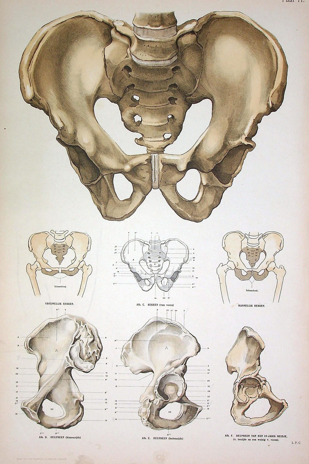 Antique Large Lithograph - Anatomical Study of Human Pelvis With Male ...
