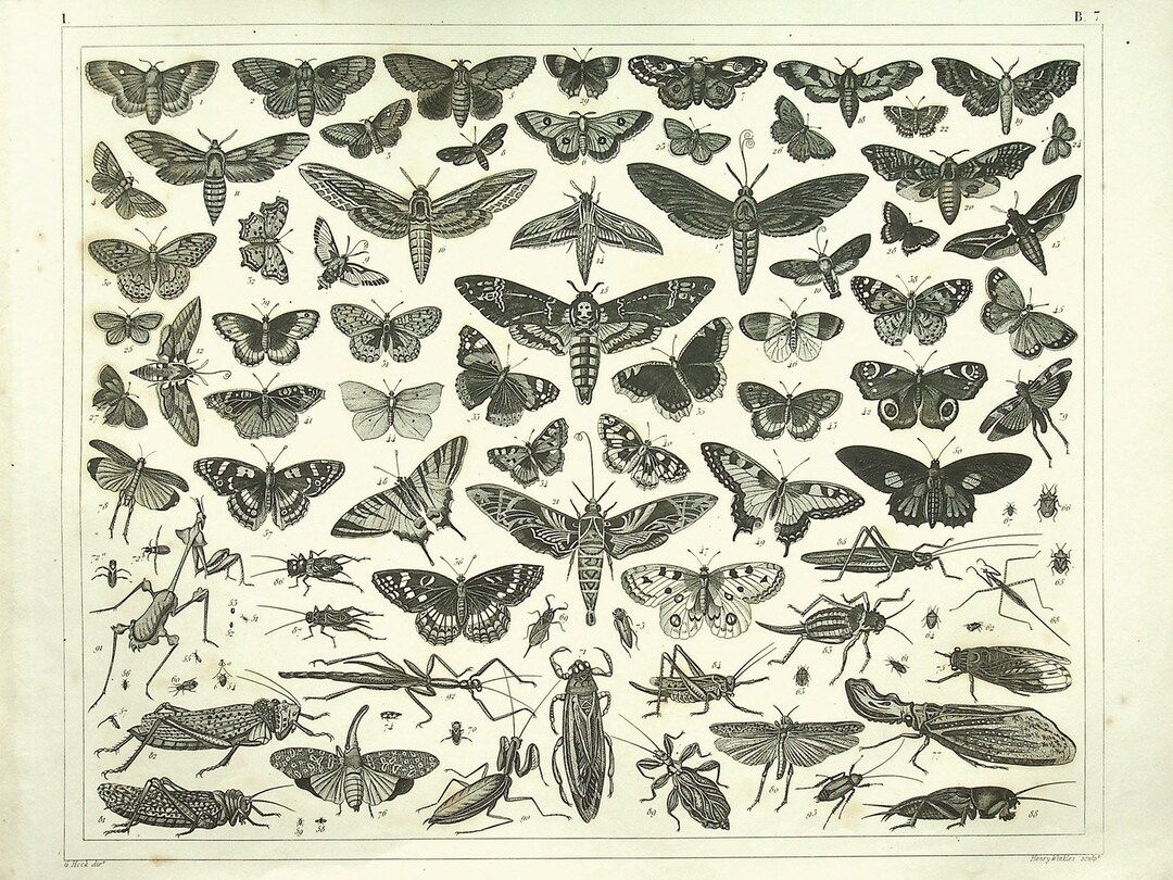 1849 Entomology Engraving Johann Georg Heck's Bilder-atlas Detailed ...