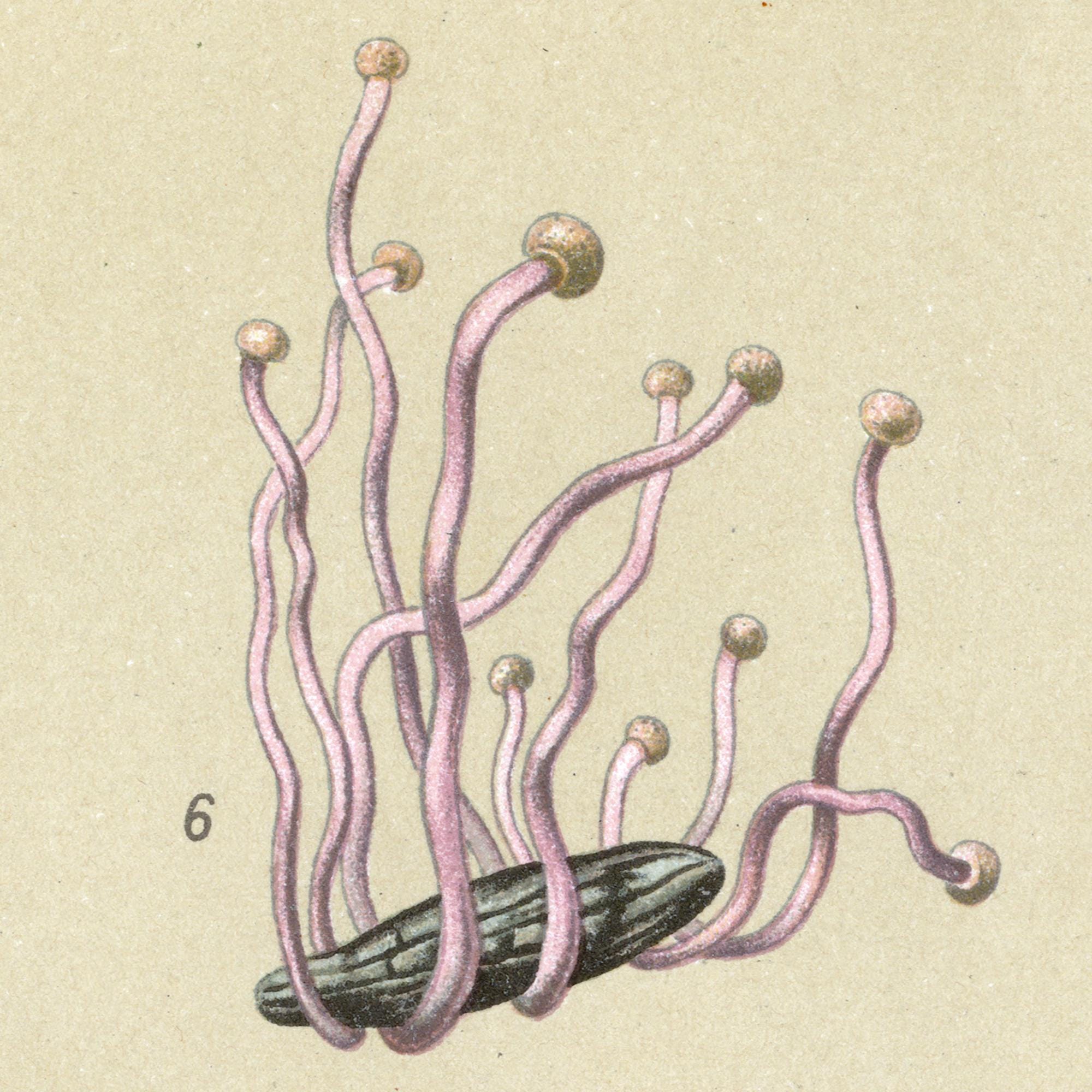 Antique 1910 Lithograph - Life Cycle of Ergot Fungus (claviceps ...