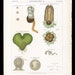 1883 Fern Classification Chart | Taxonomy of Cryptogamic Plants in an ...