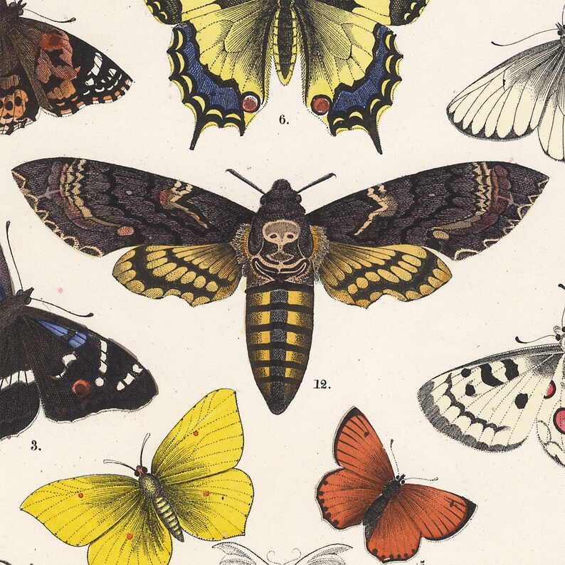 Old Butterflies Print - Antique Colored Litho by T.bromme, 1865 ...