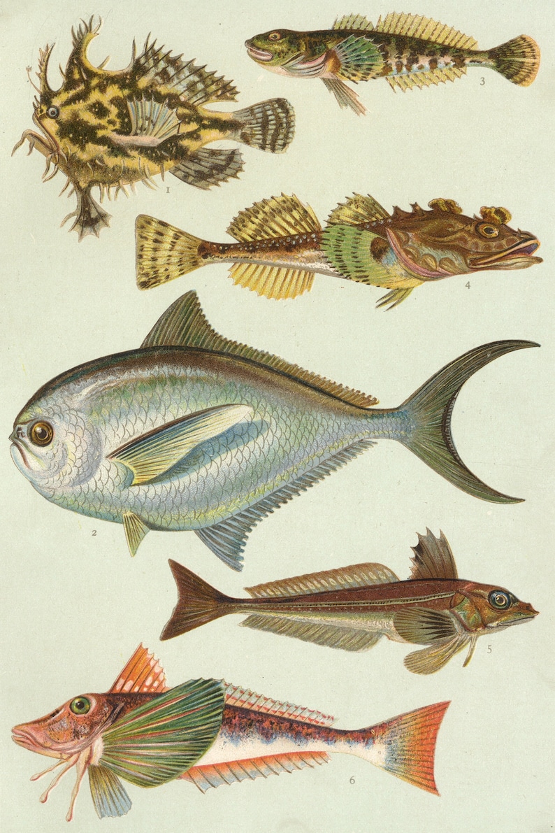 1905 Vintage Fish Lithograph | Highlighting Frogfish (antennarius Sp ...