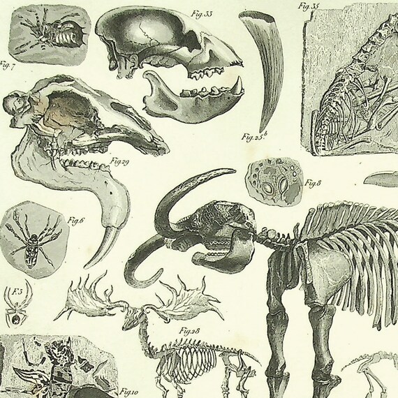 Paleontology Study Of Fossils