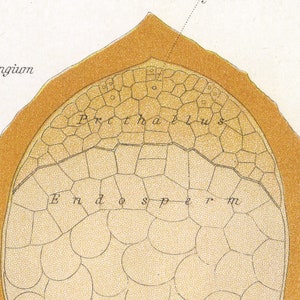 Club Moss and Selaginella in 1883 Lithography | Ancient Cryptogams ...
