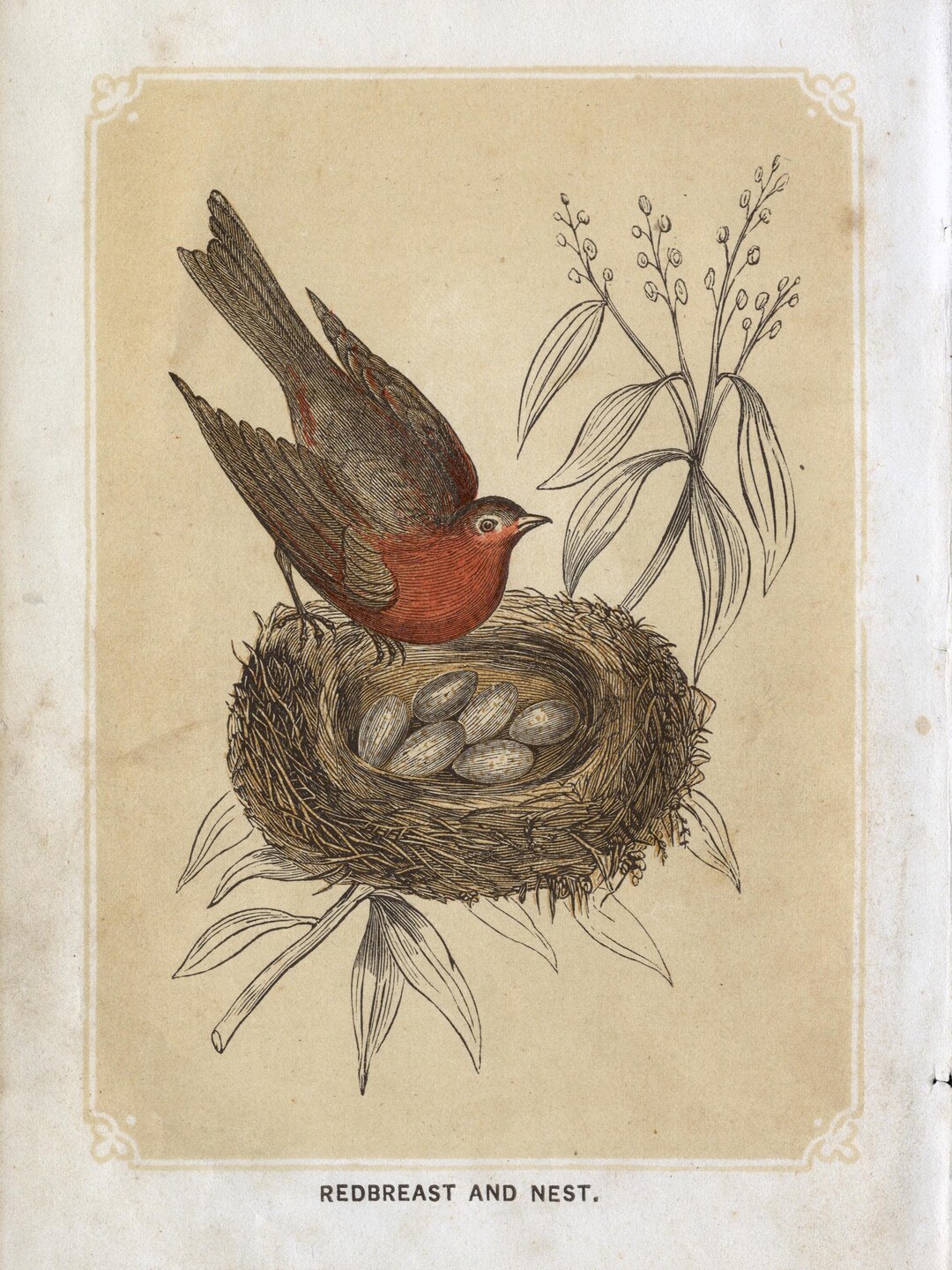 Antique Bird Print | Redbreast & Nest | European Robin With Eggs ...