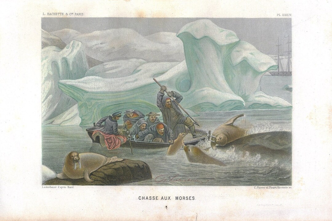 Walruses From 'le Monde De La Mer' (1866) by Alfred Frédol | Sea Life ...