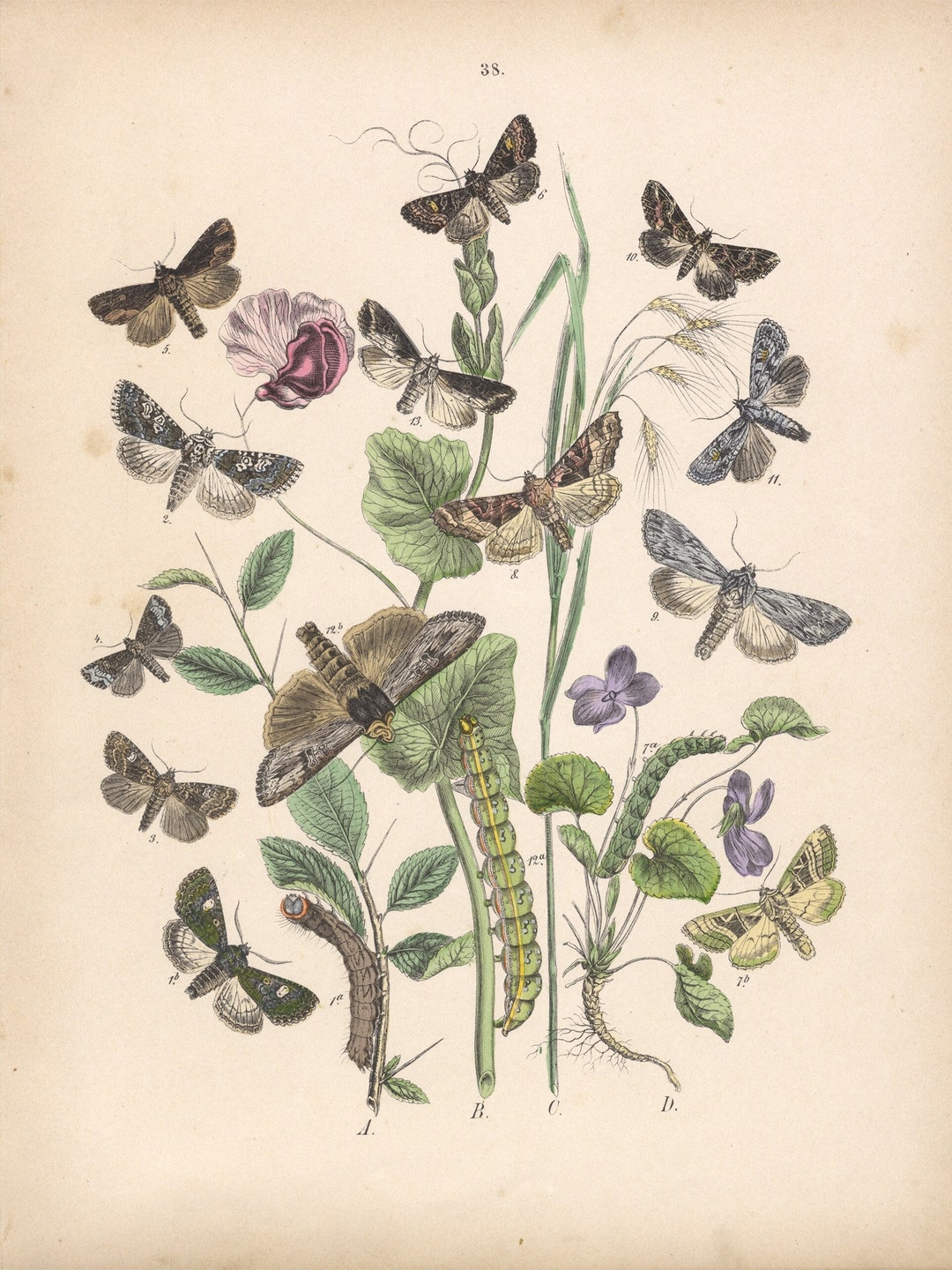 1883 | Antique Hand-colored Butterflies Print - Olive Valeria (valeria ...