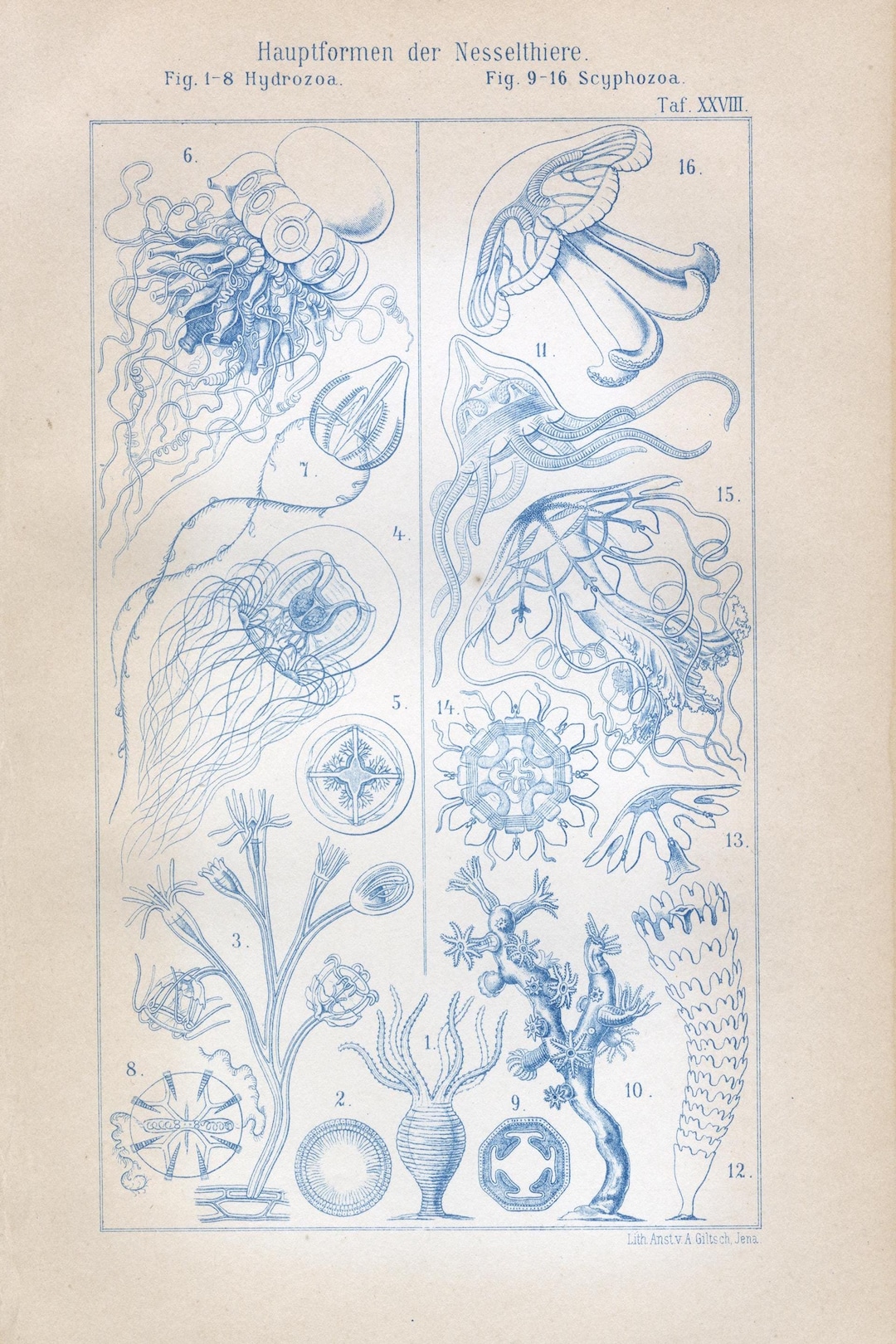 Cnidarians: Hydrozoa and Scyphozoa | Ernst Haeckel Lithograph 1902 ...